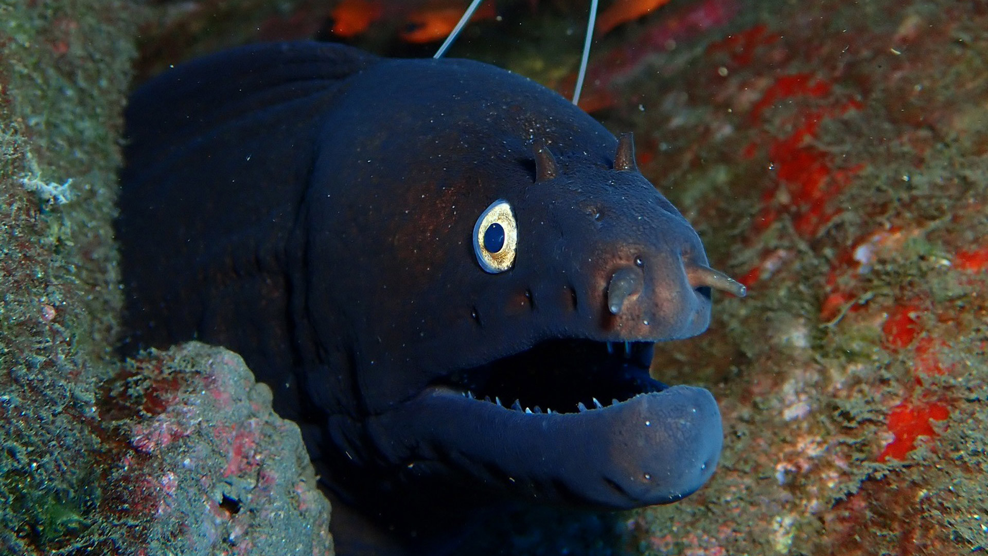 Cipreia Dive Club - Visit Madeira | Site oficial do Turismo da Madeira