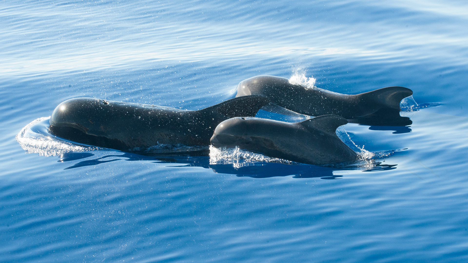 Swimming - Visit Madeira | Madeira Islands Tourism Board official website