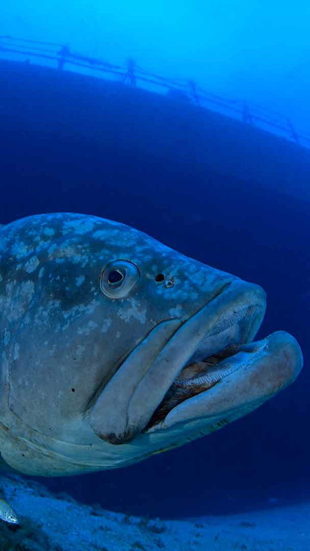 Nautical activities in Madeira - Visit Madeira | Madeira Islands ...